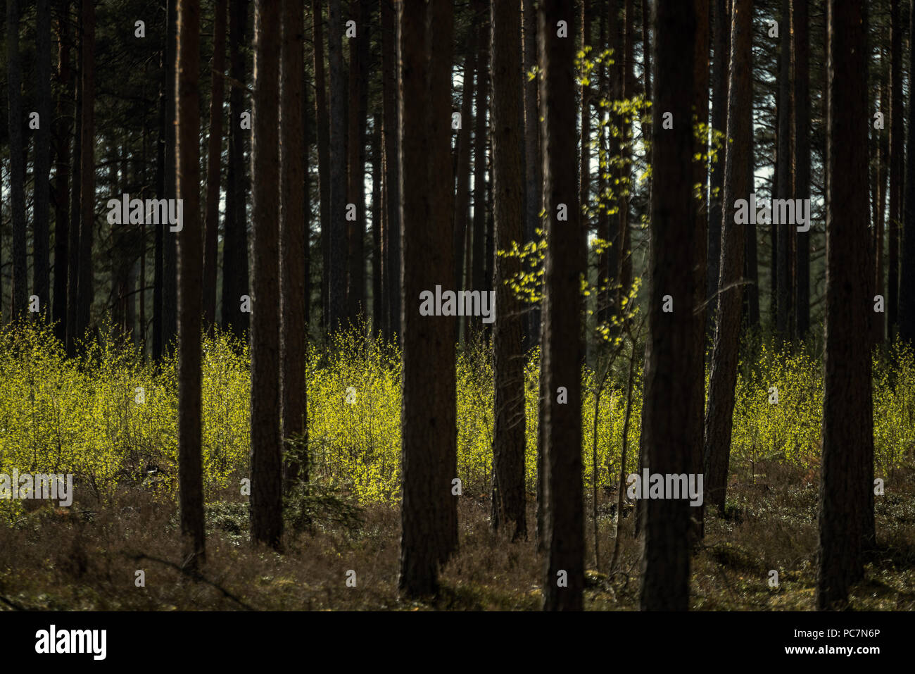 tree trunk textured background pattern. sunlit summer scene in forest ...