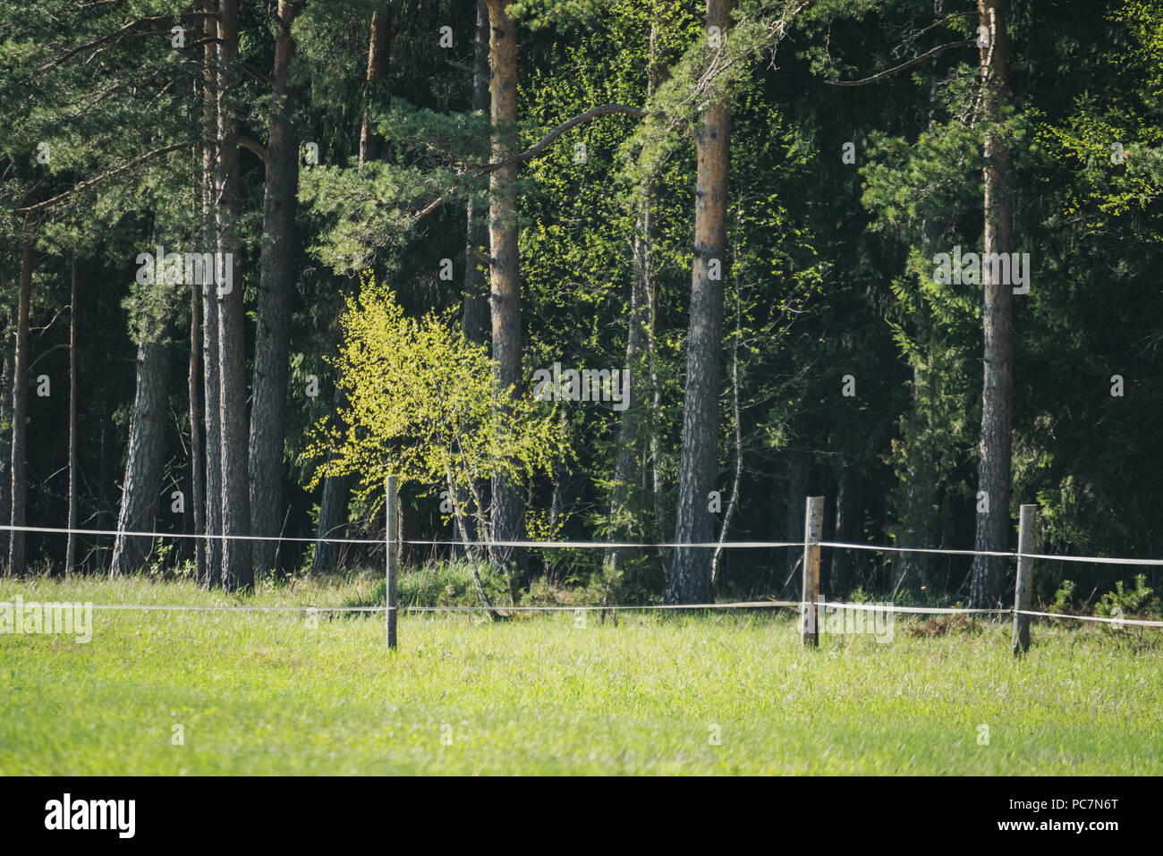 tree trunk textured background pattern. sunlit summer scene in forest ...