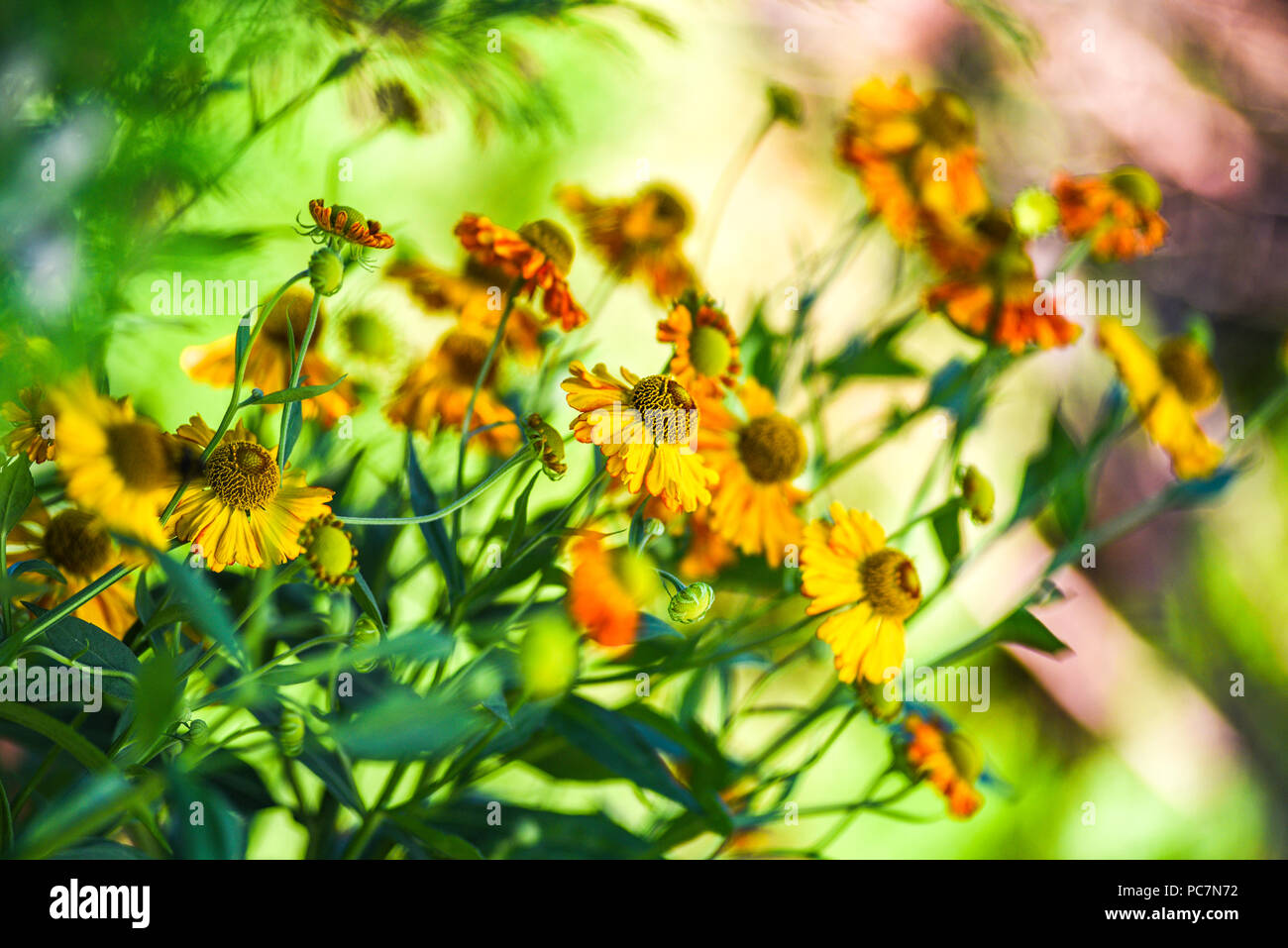 Yellow helenium blooming on the summer field Stock Photo - Alamy