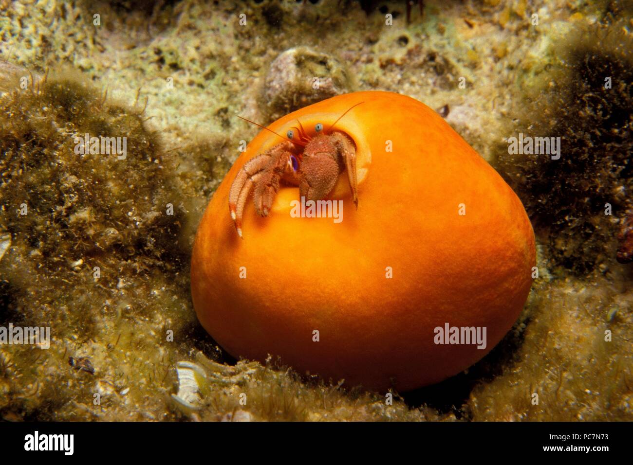 hermit crab, Einsiedlerkrebs, Paguroidea Stock Photo - Alamy