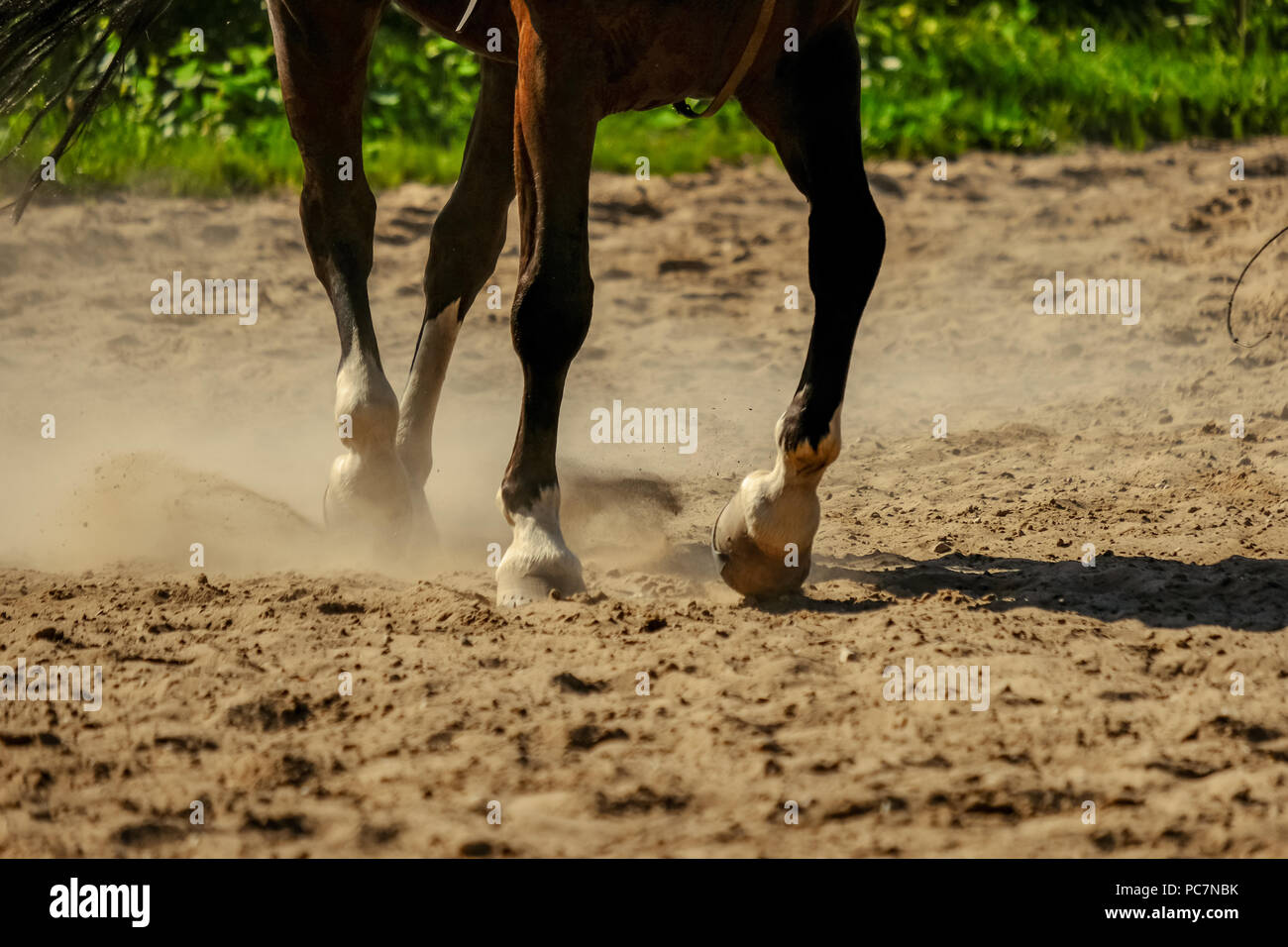 Hoof stomp hi-res stock photography and images - Alamy