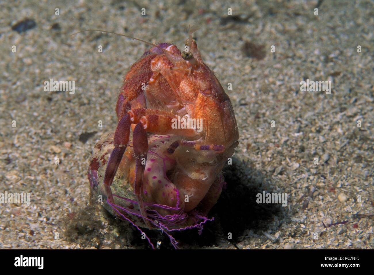 hermit crab, Einsiedlerkrebs, Paguroidea Stock Photo - Alamy