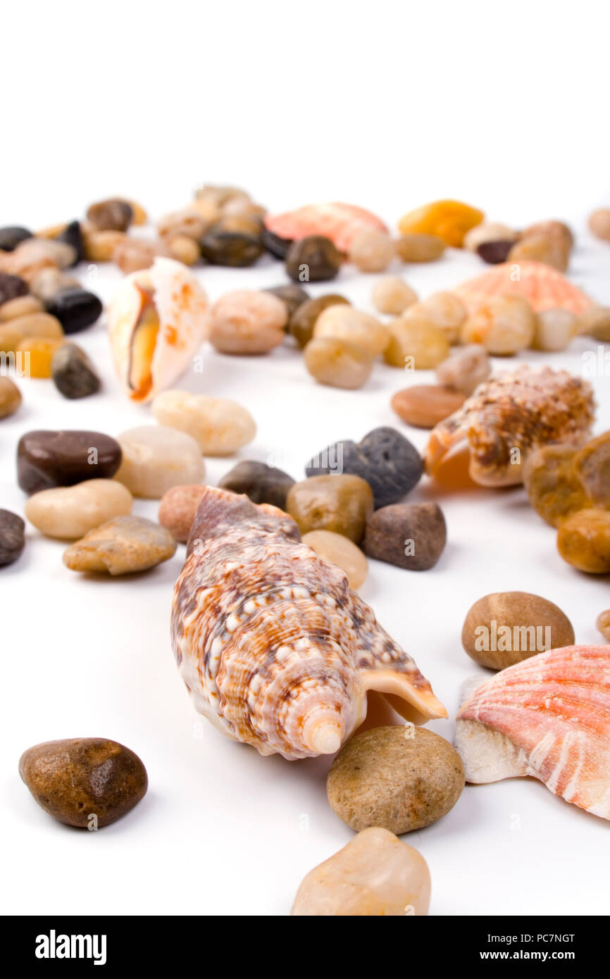 sea shells and pebble beach collection Stock Photo - Alamy