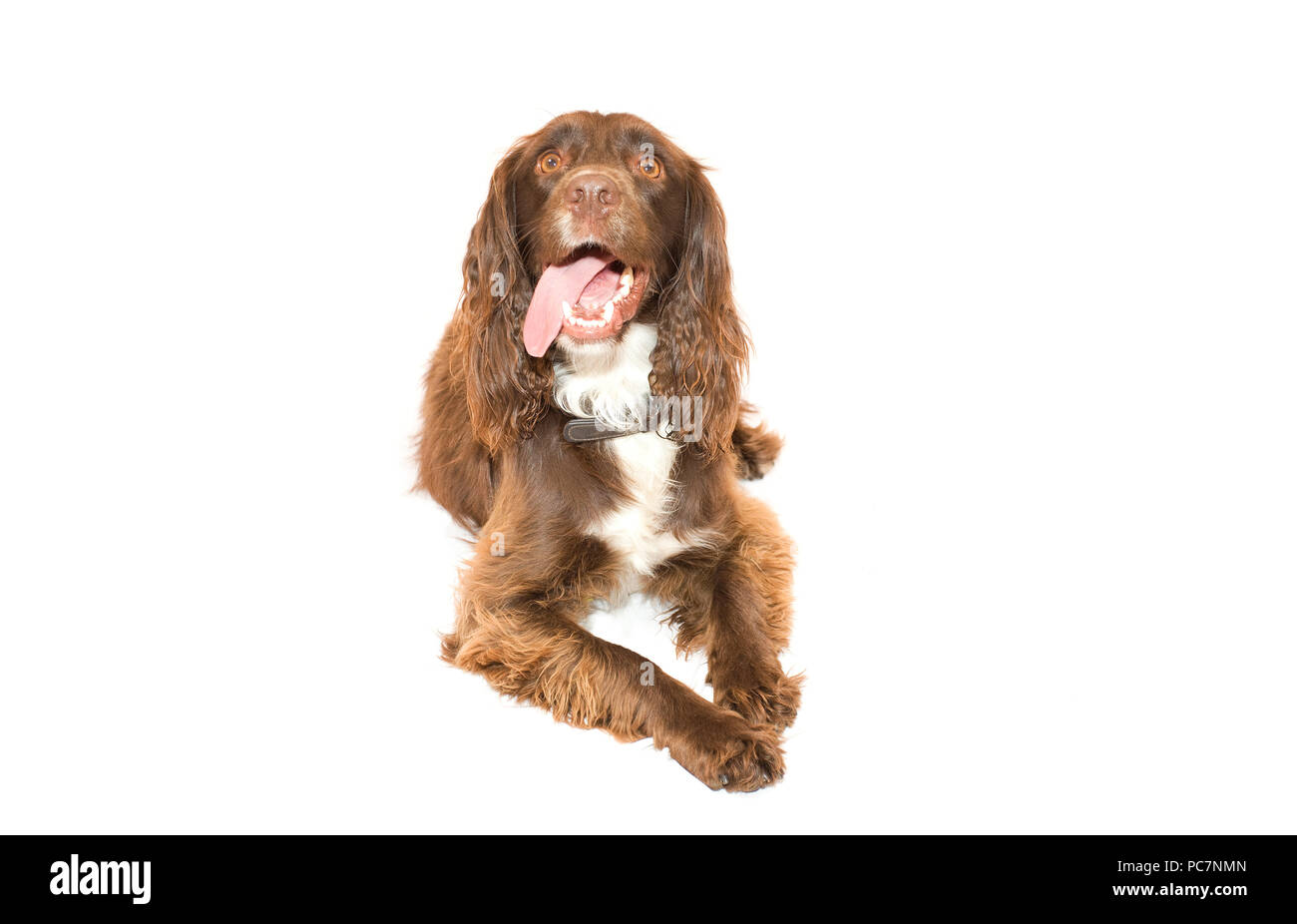Male Sprocker Spaniel sat down on isolated white background Stock Photo ...