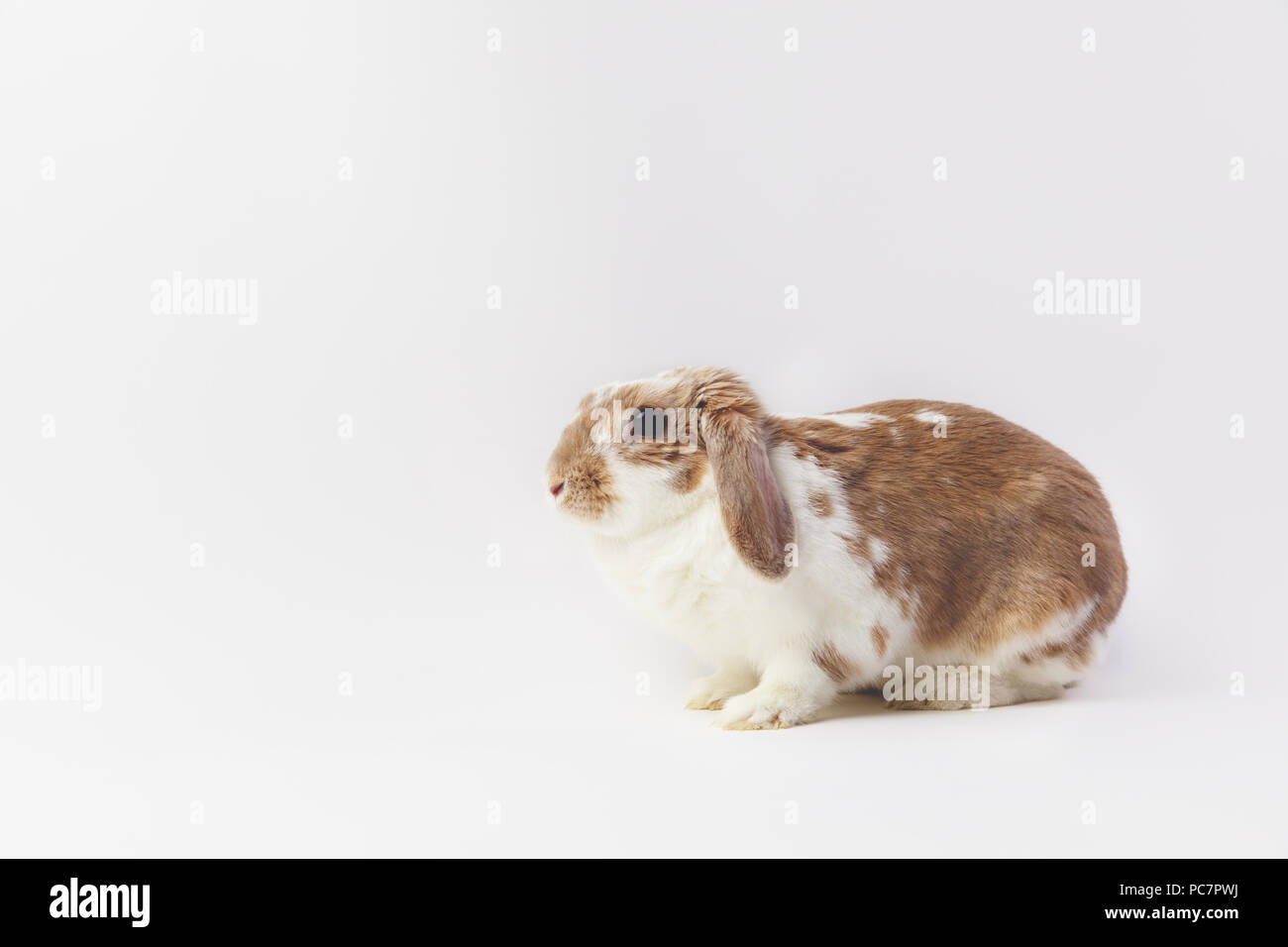 Brown and white rabbit hi-res stock photography and images - Alamy