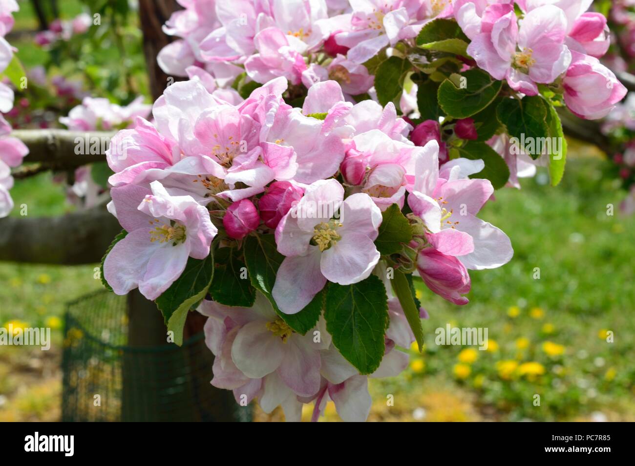 apple upton pryne Stock Photo - Alamy
