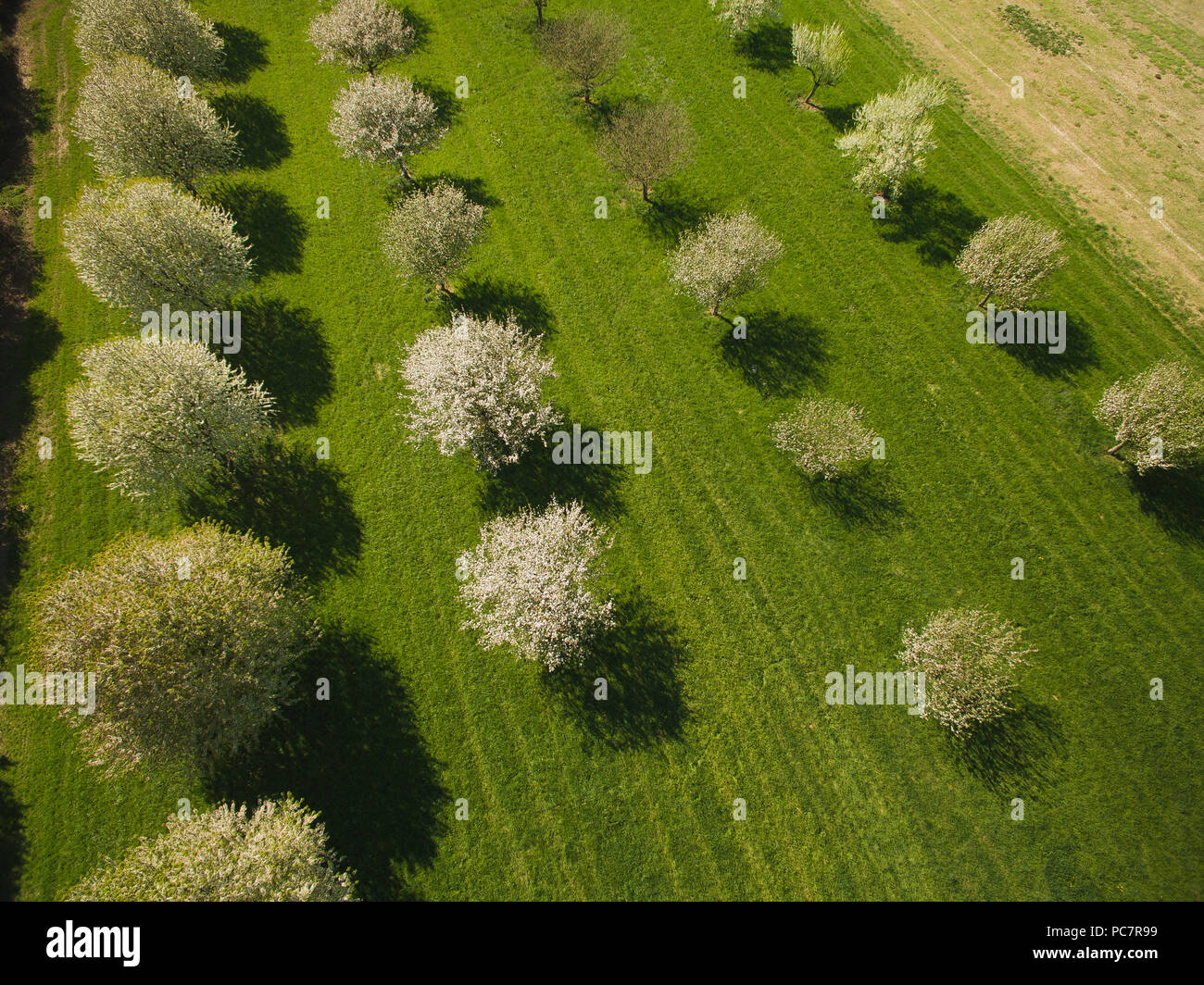 Aerial view of green landscape with fruit trees in garden, Germany ...