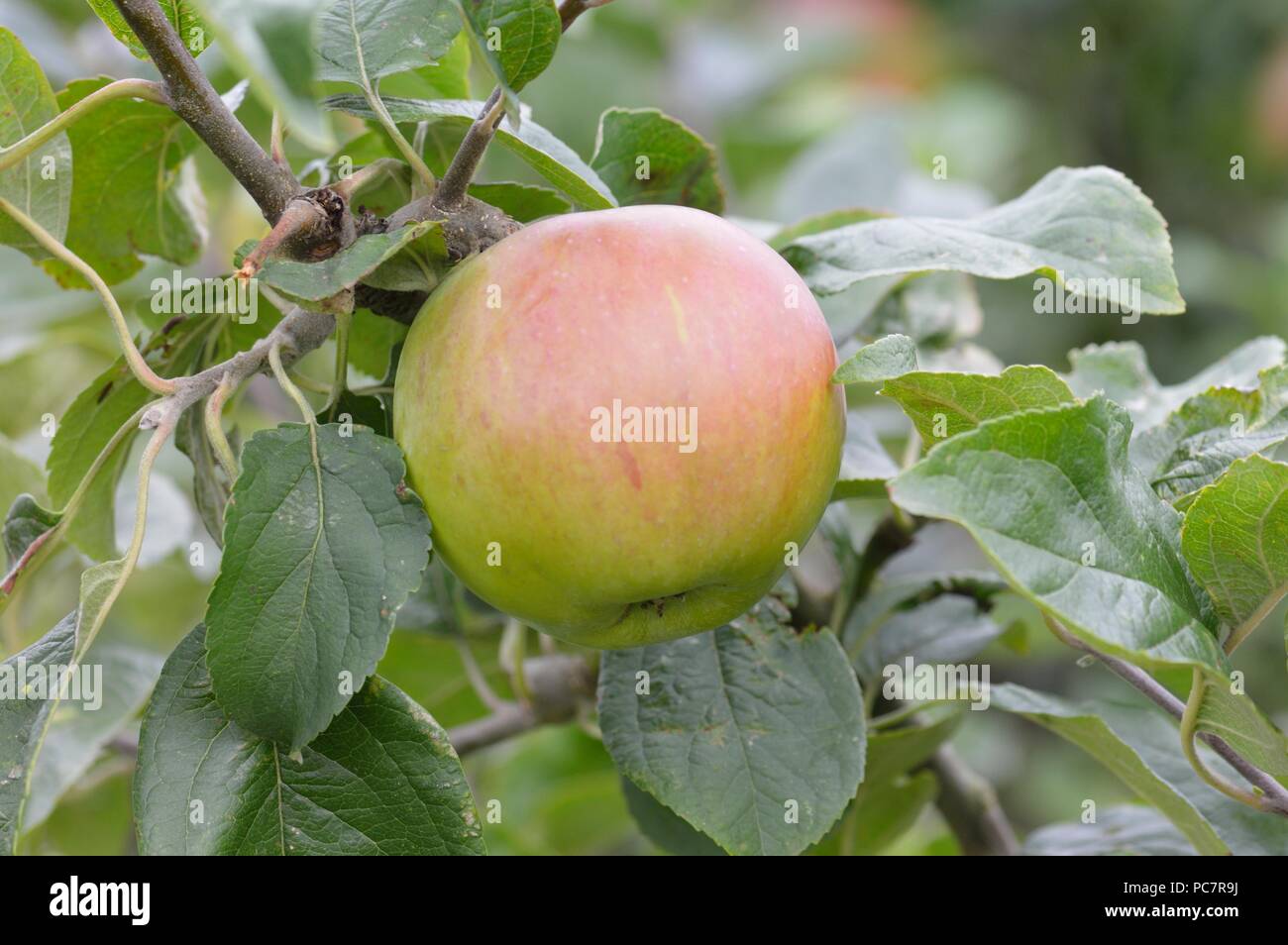 Apple violette hi-res stock photography and images - Alamy