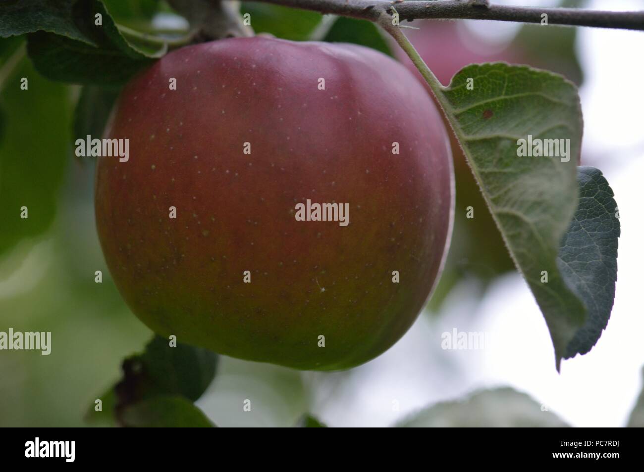 Apple Blossum High Resolution Stock Photography and Images - Alamy