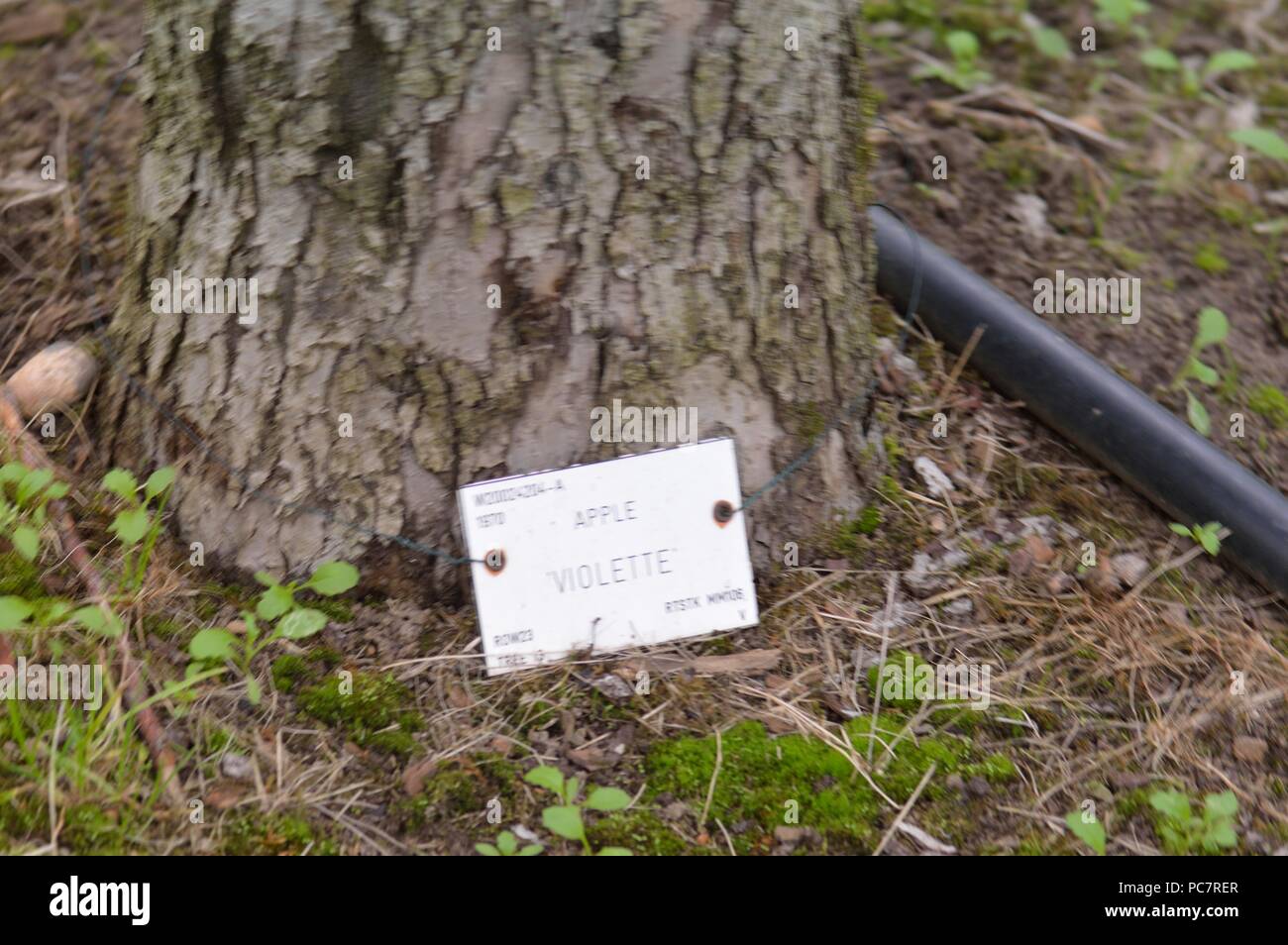 Apple flower blossum hi-res stock photography and images - Alamy