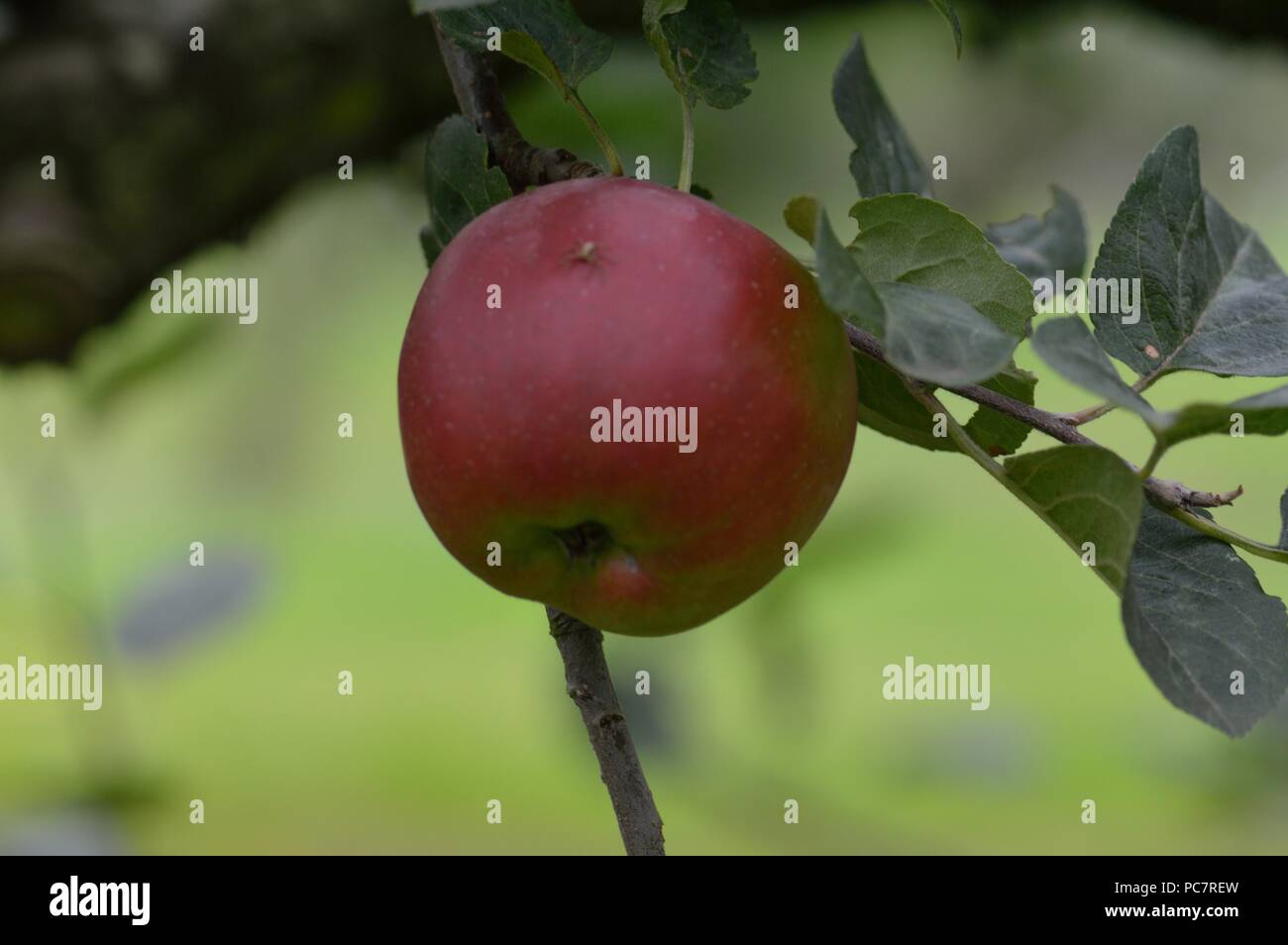 Apple blossum hi-res stock photography and images - Alamy