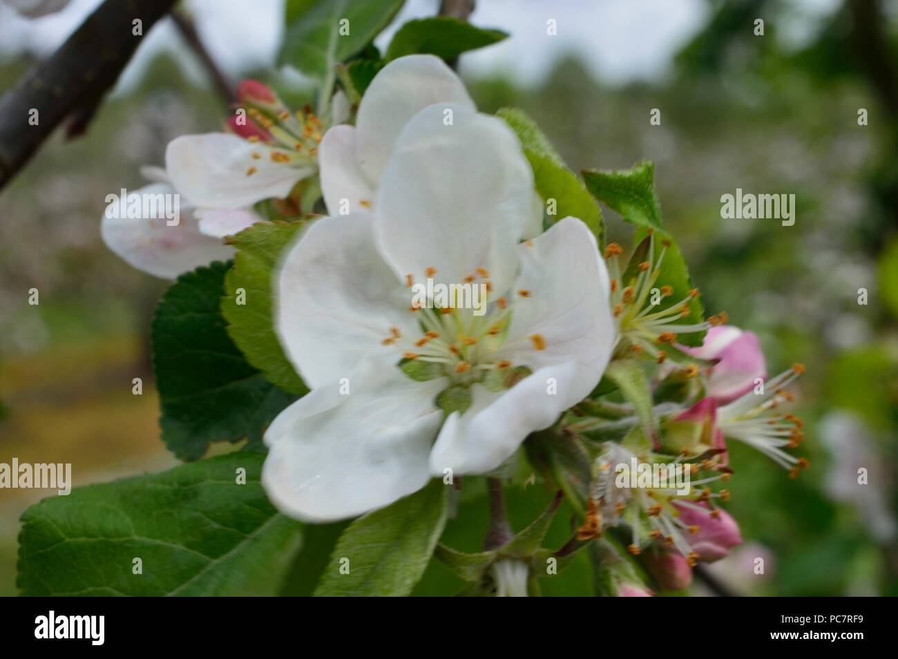 Apple blossum hi-res stock photography and images - Alamy