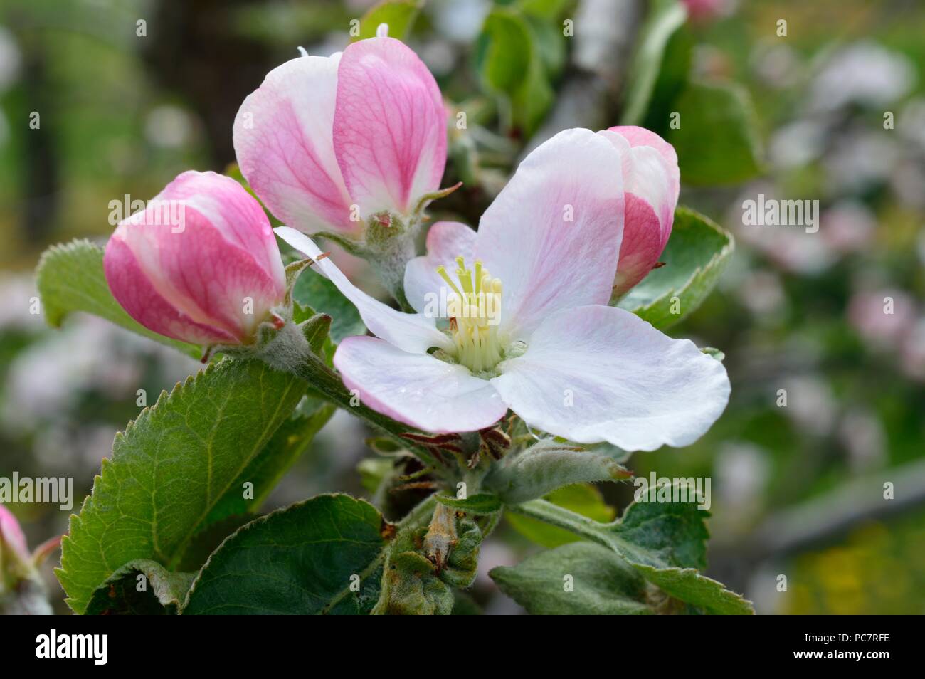 Apple violette hi-res stock photography and images - Alamy
