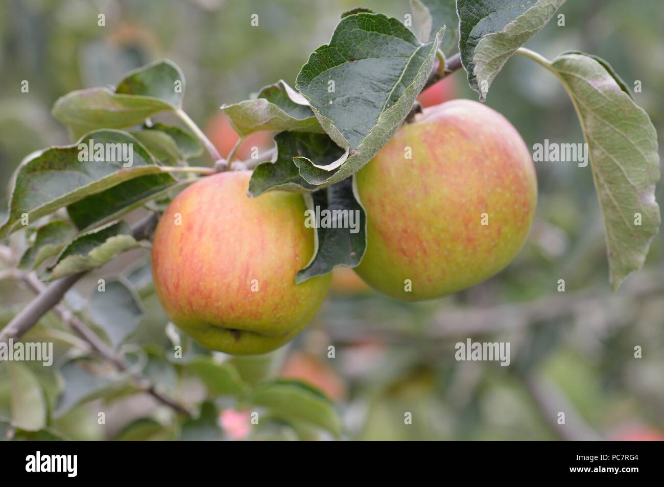 Apple Washington Strawberry Stock Photo - Alamy
