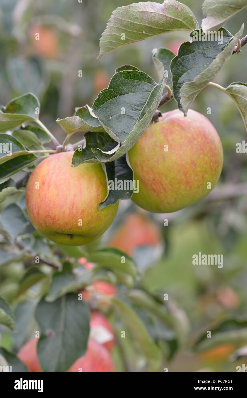 Apple Washington Strawberry Stock Photo - Alamy
