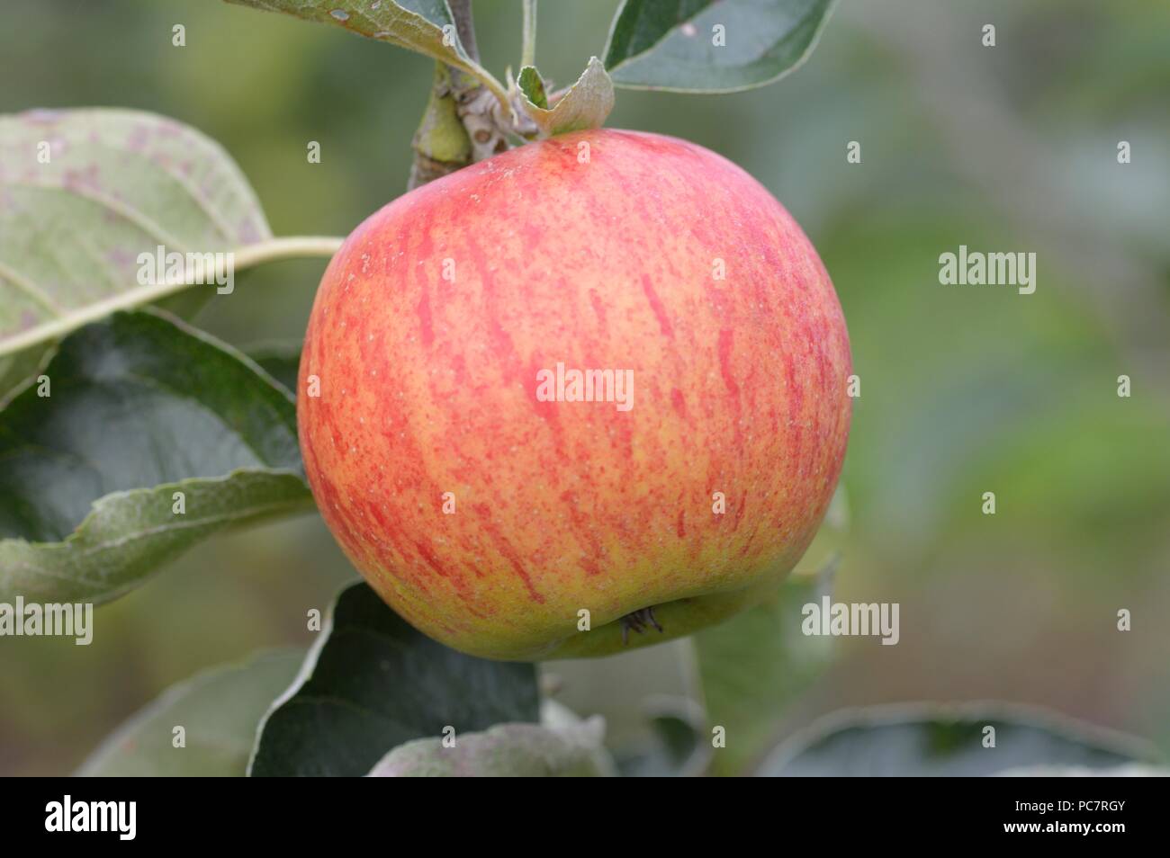 Apple Washington Strawberry Stock Photo - Alamy