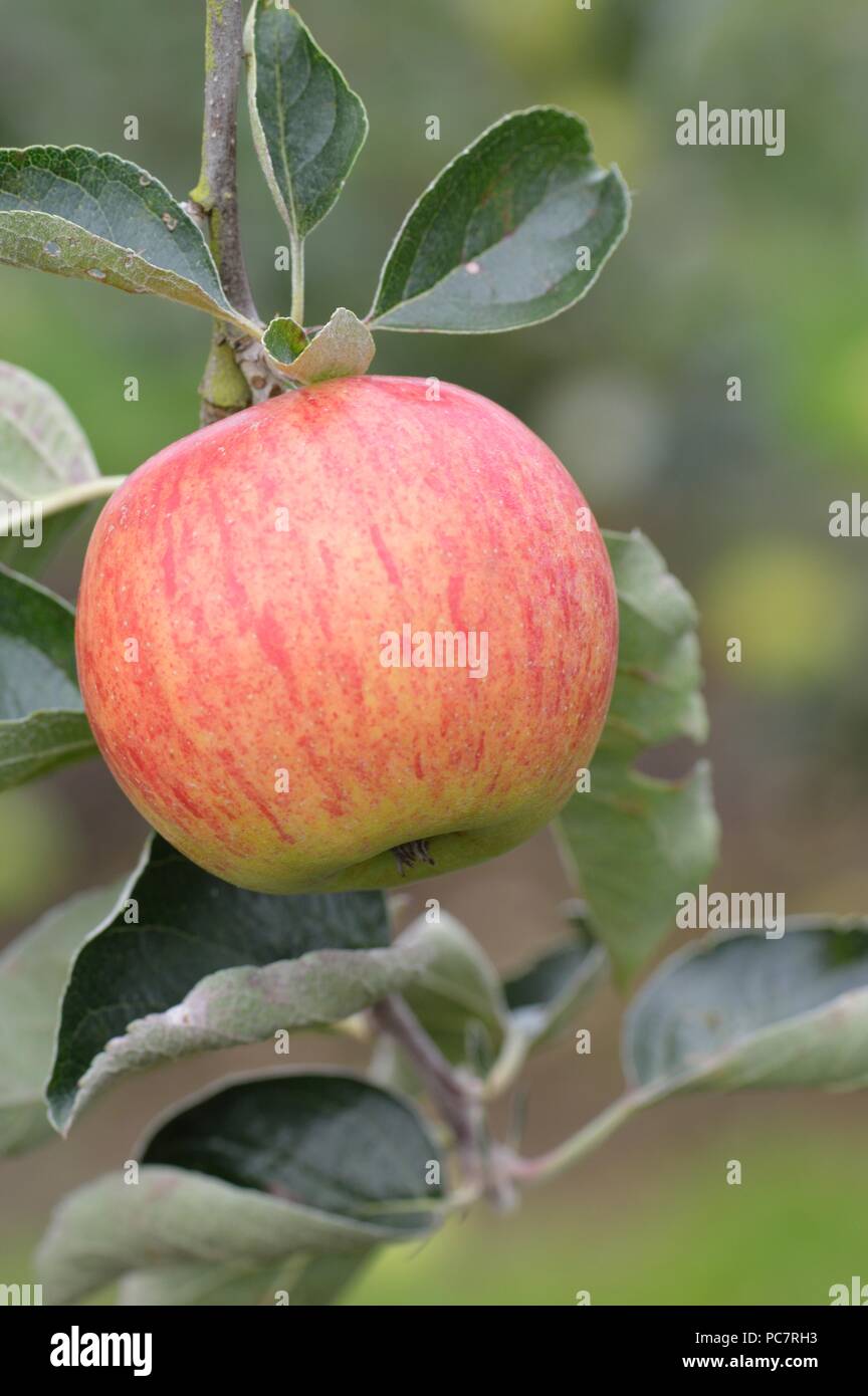 Apple Washington Strawberry Stock Photo - Alamy