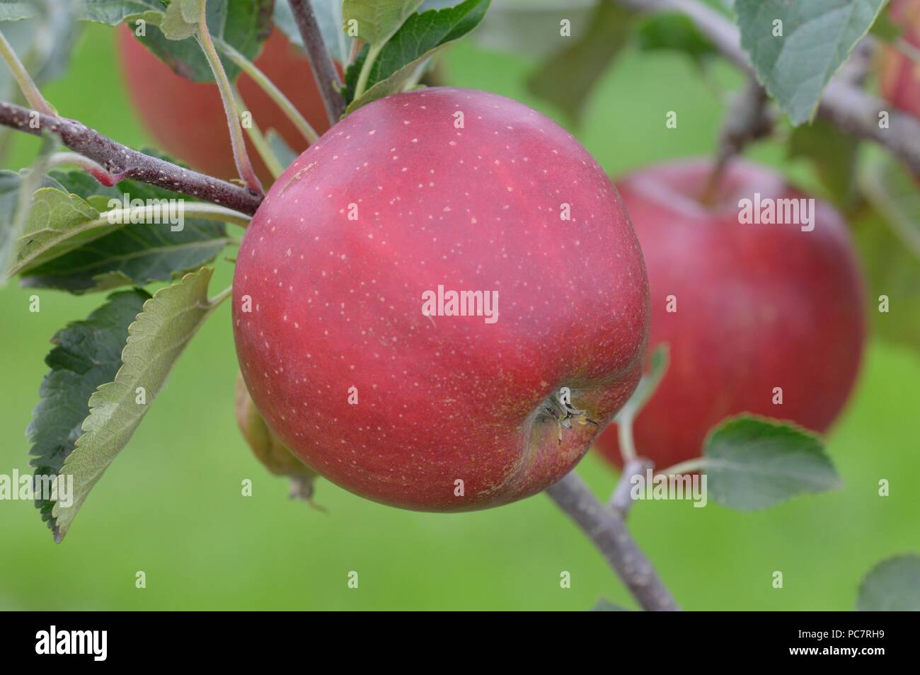 Wellant hi-res stock photography and images - Alamy