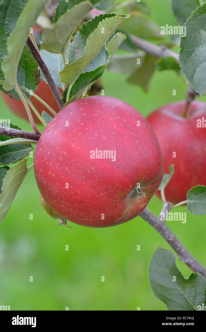 Wellant hi-res stock photography and images - Alamy