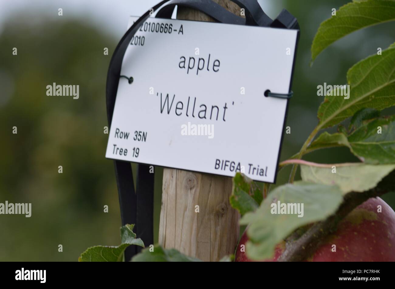 Wellant apple hi-res stock photography and images - Alamy