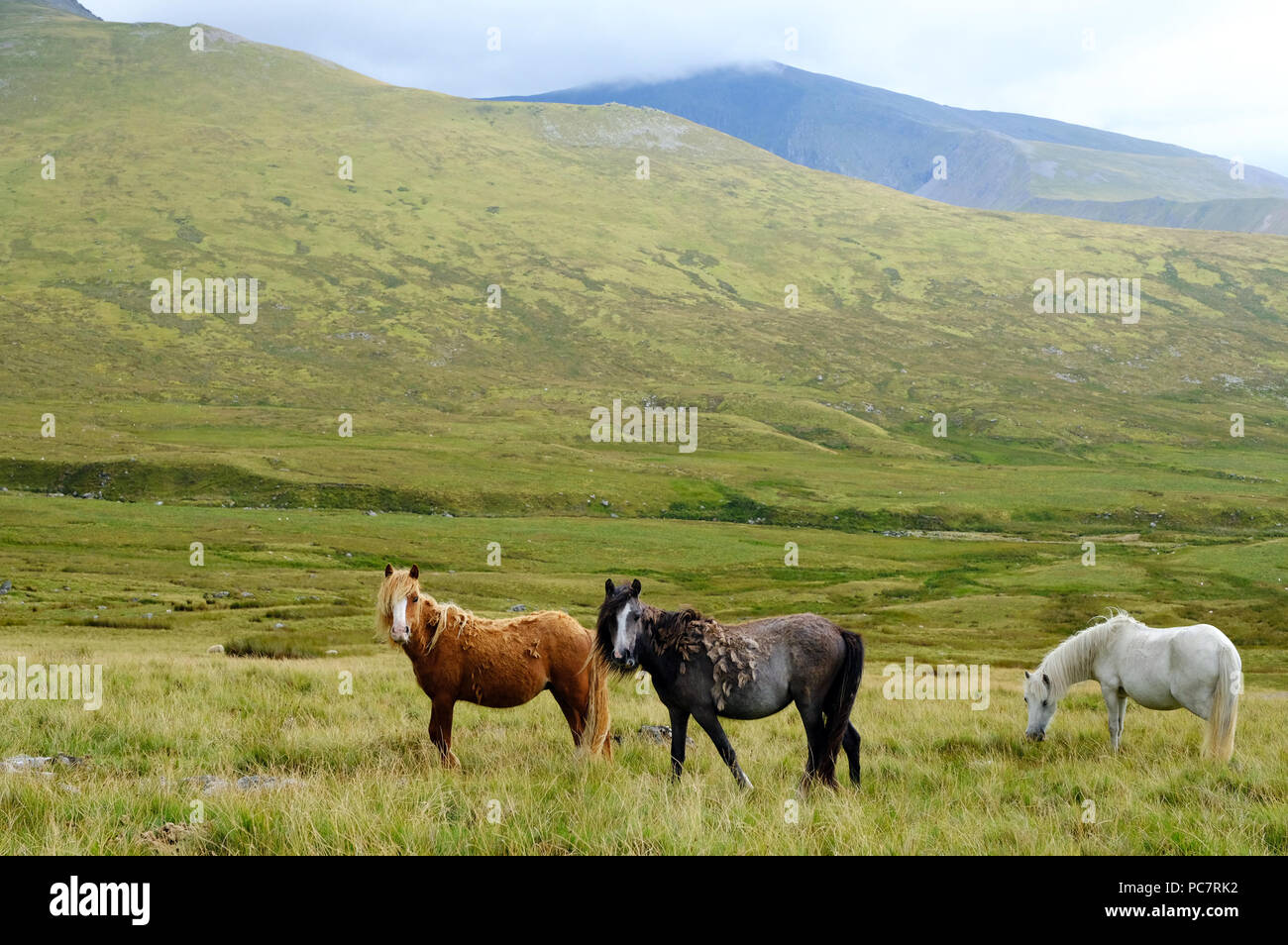 Carneddau horses hi-res stock photography and images - Alamy