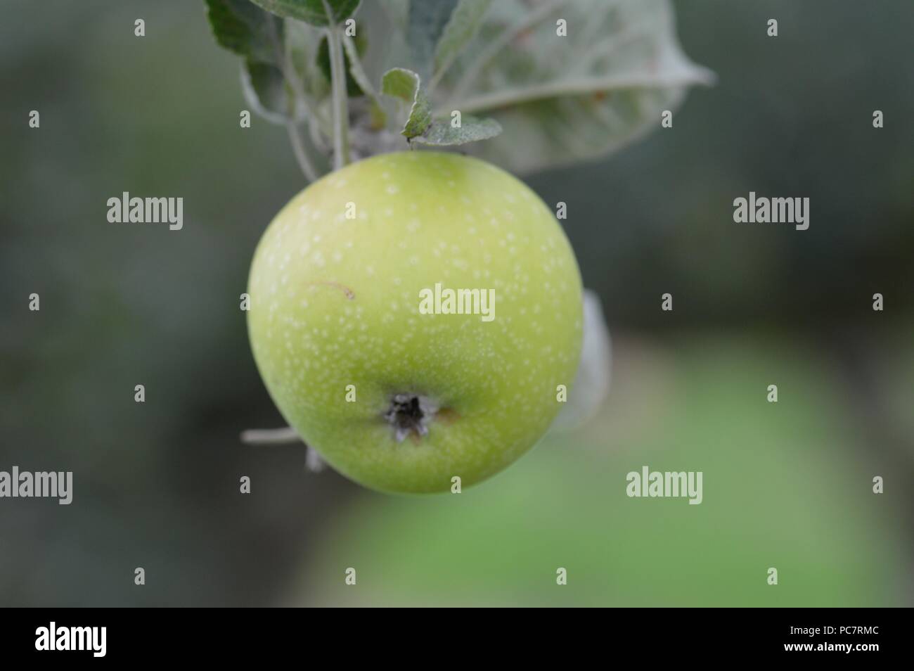 Apple Wyken Pippin Stock Photo - Alamy