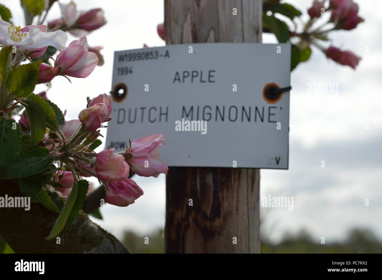 Apple Dutch Mignonne Stock Photo - Alamy