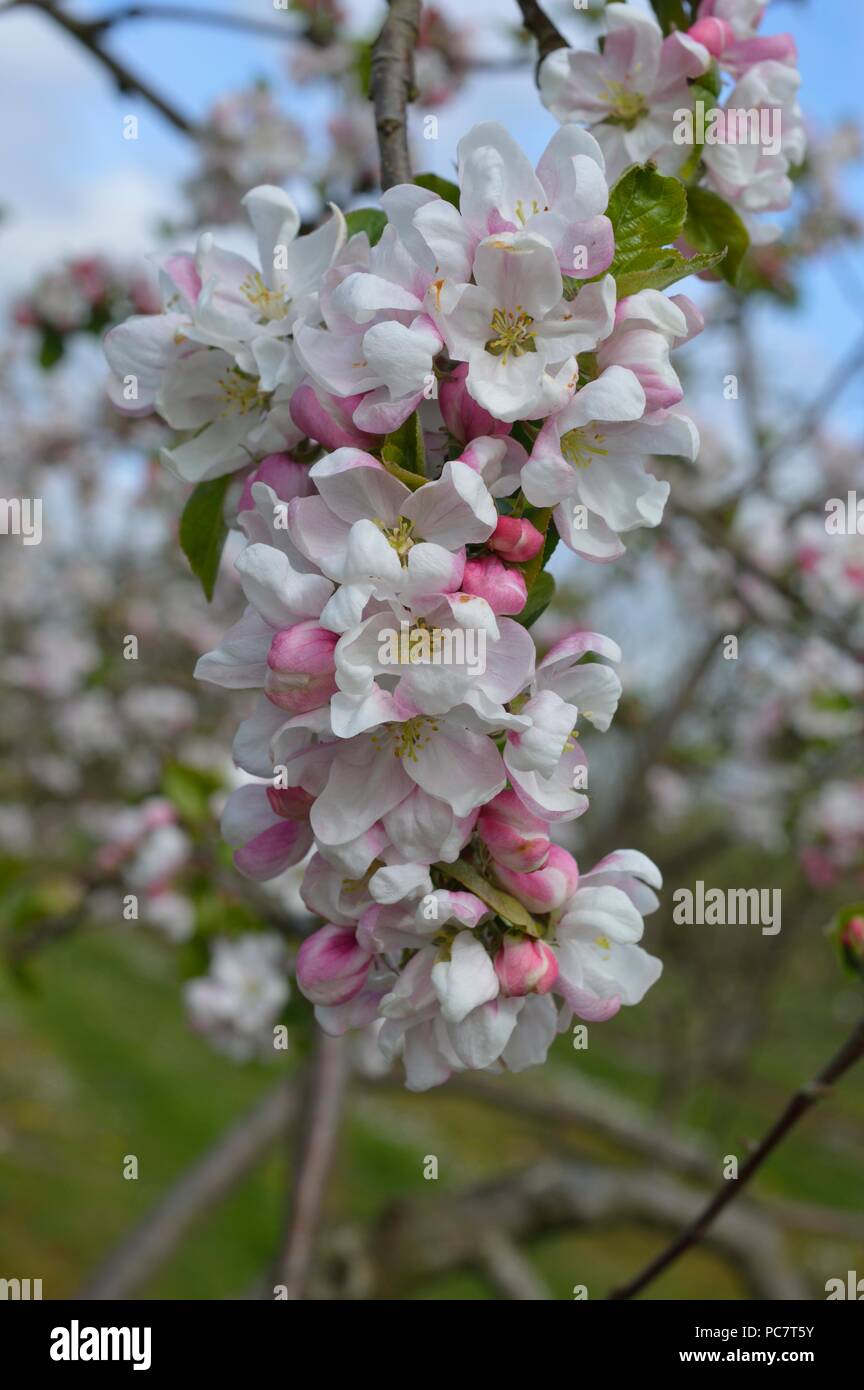 Apple joyce hi-res stock photography and images - Alamy