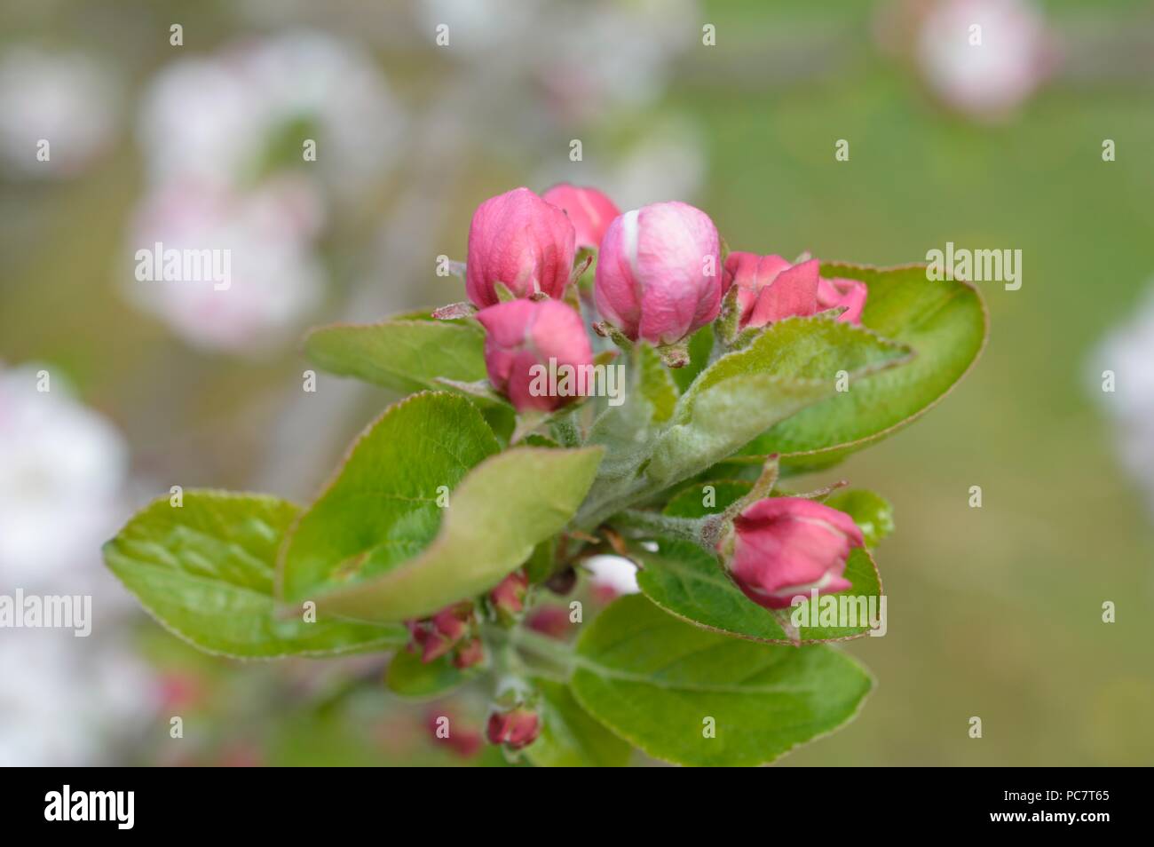 Apple flower blossum hi-res stock photography and images - Alamy