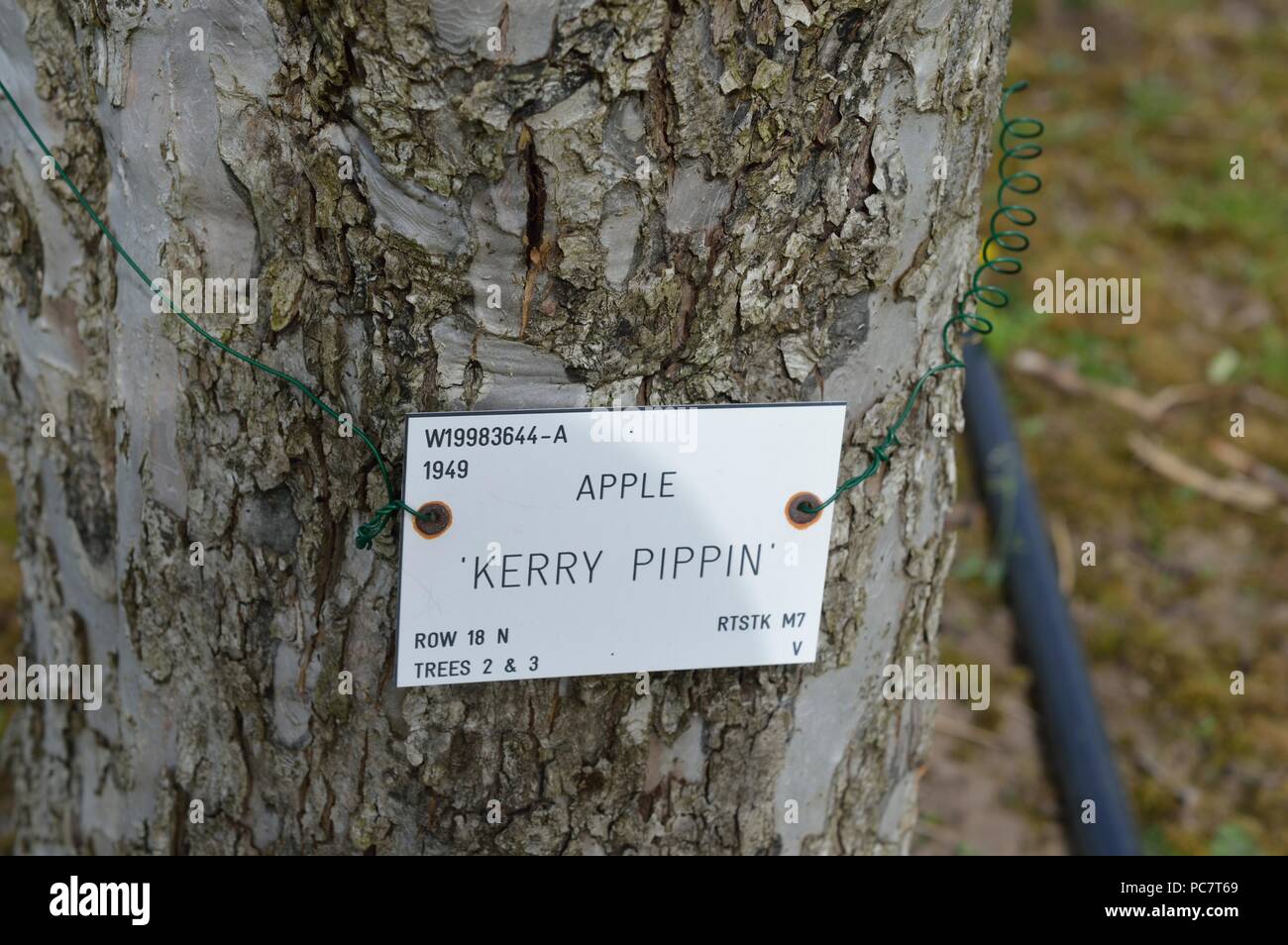 Apple kerry Pippin Stock Photo - Alamy