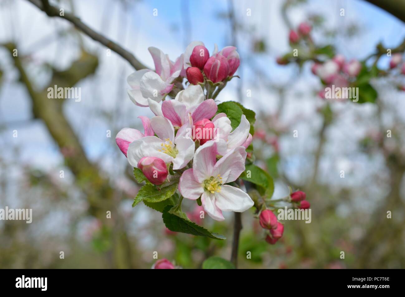 Apple kerry Pippin Stock Photo - Alamy