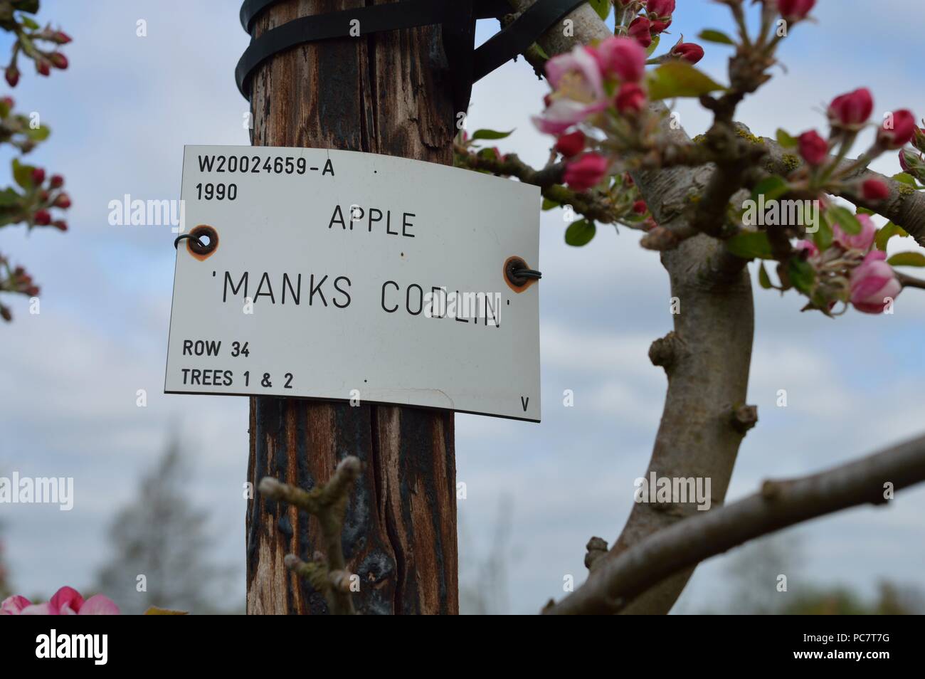 Apple Manks Codin Stock Photo - Alamy