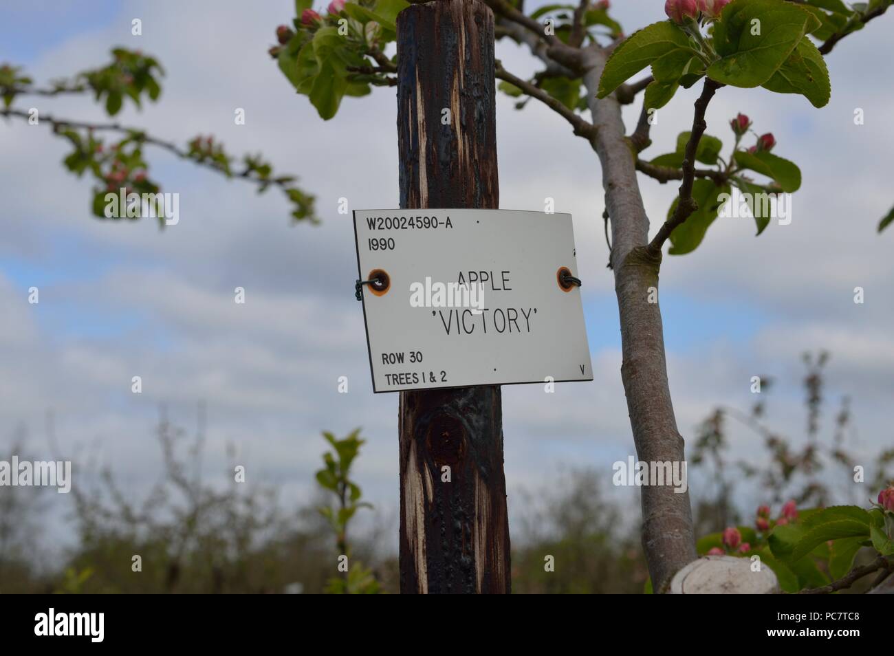 Apple Victory flowers Stock Photo - Alamy