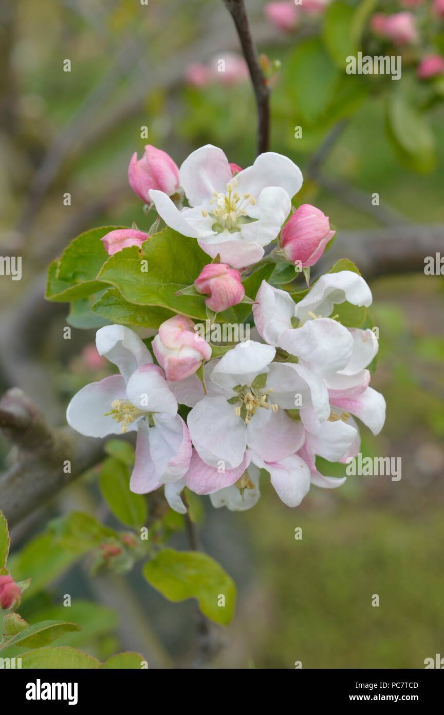 Apple Victory flowers Stock Photo - Alamy