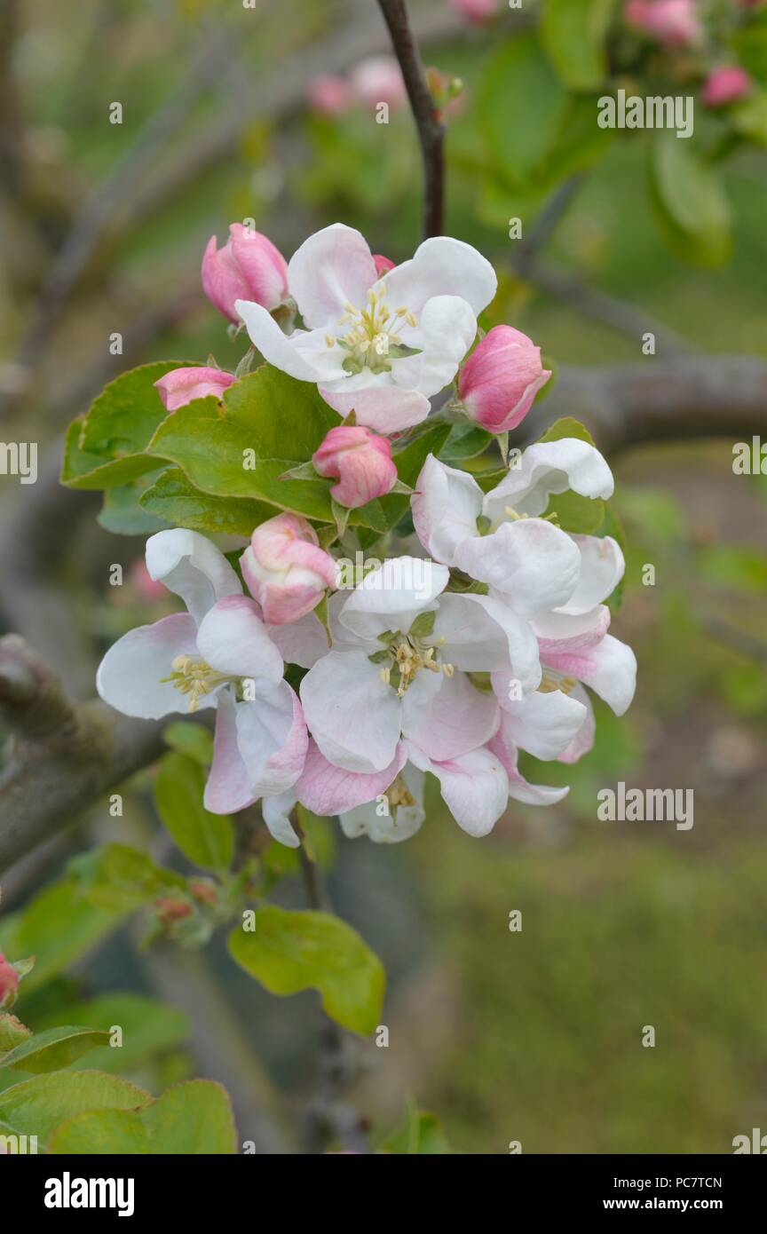 Apple Victory flowers Stock Photo - Alamy