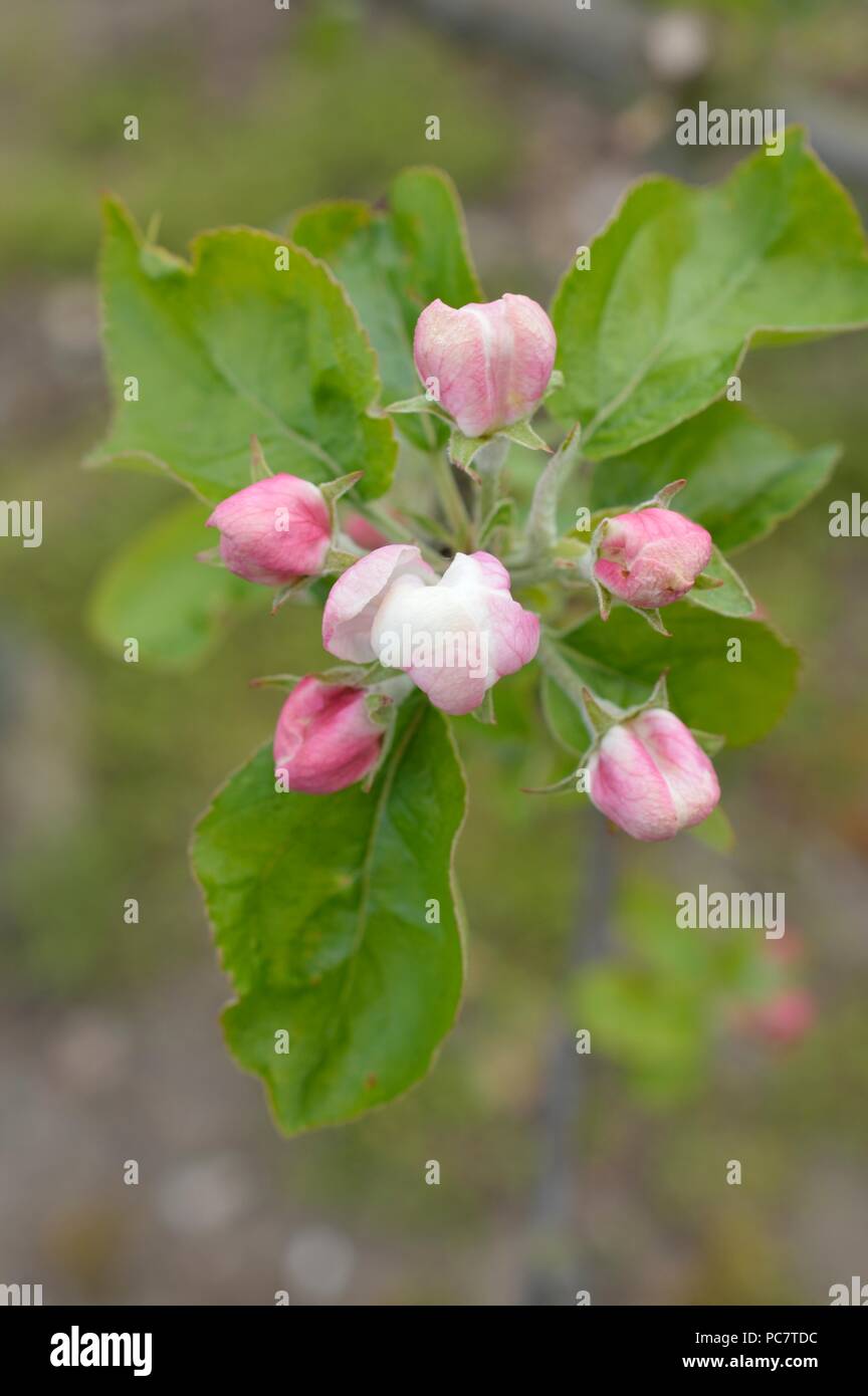 Victory flowers hi-res stock photography and images - Alamy