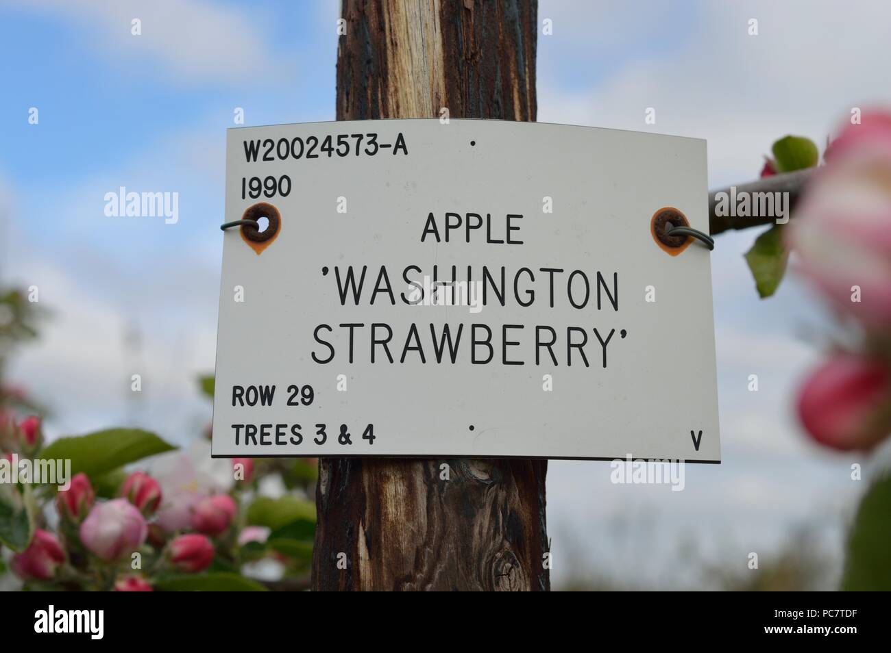 Washington Apple Tree High Resolution Stock Photography and Images - Alamy