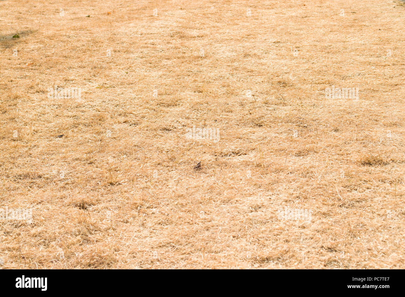 Orange and grass hi-res stock photography and images - Alamy