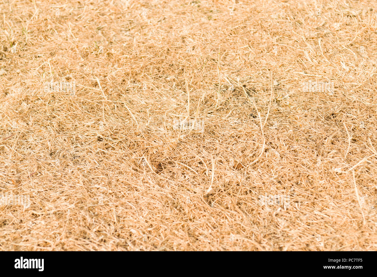 Orange grass hi-res stock photography and images - Alamy