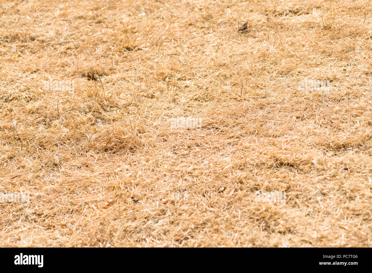 Orange grass hi-res stock photography and images - Alamy
