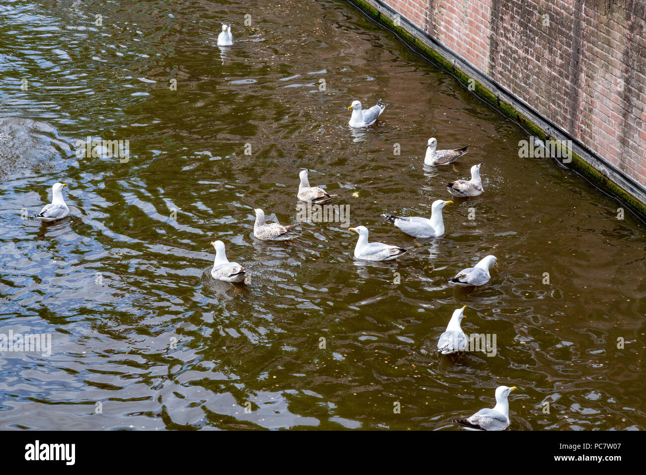 Birds in canals of Amsterdam, Netherlands Stock Photo - Alamy