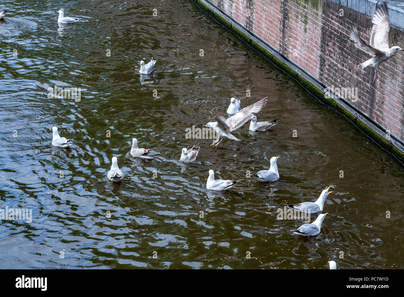 Birds in canals of Amsterdam, Netherlands Stock Photo - Alamy