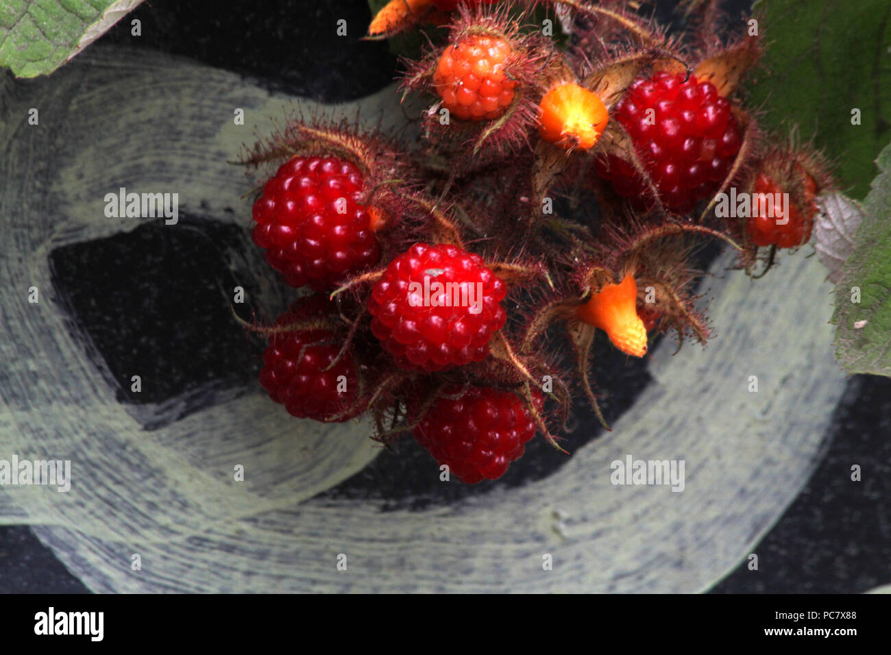 Rubus phoenicolasius (Wineberry). Edible wild fruits Stock Photo - Alamy