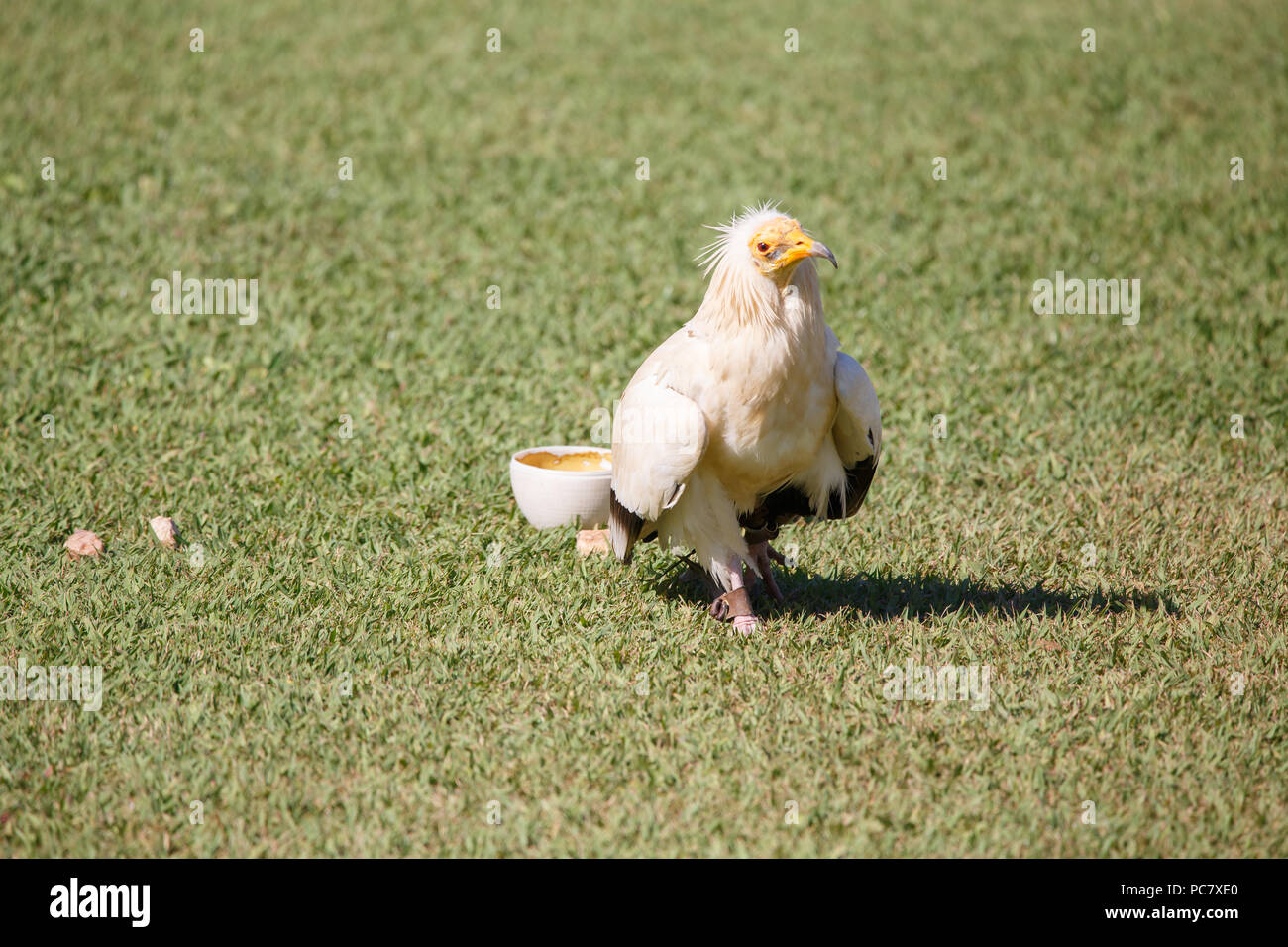 Egyptian vulture breaking plastic eggs with stones Stock Photo - Alamy