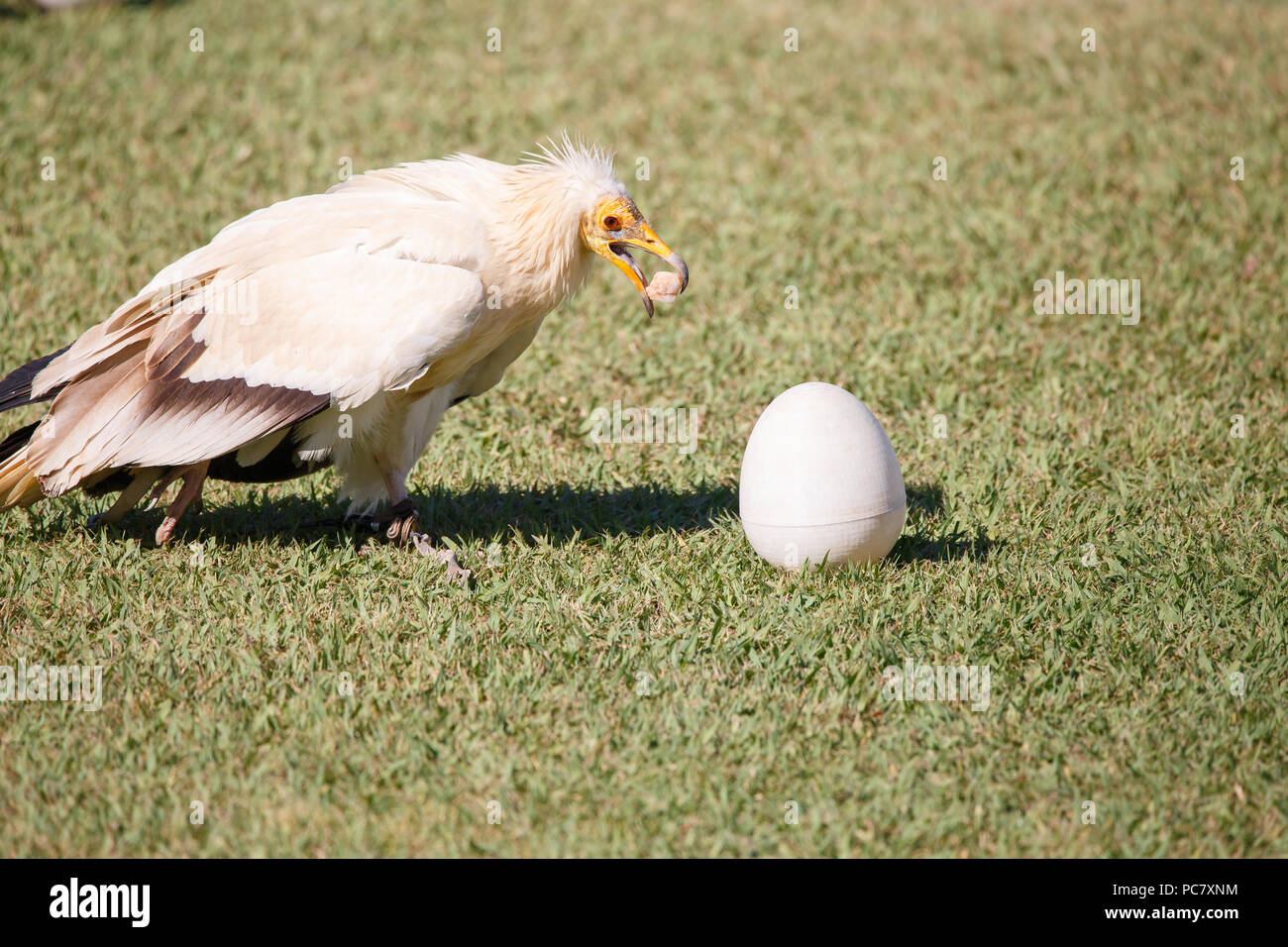 Egyptian vulture breaking plastic eggs with stones Stock Photo - Alamy