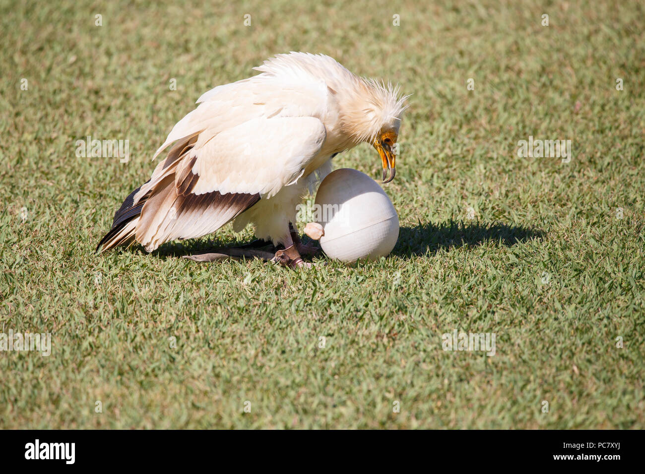 Egyptian vulture breaking plastic eggs with stones Stock Photo - Alamy