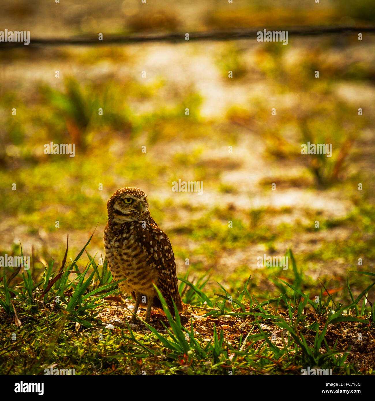 Florida Burrowing Owl Stock Photo - Alamy