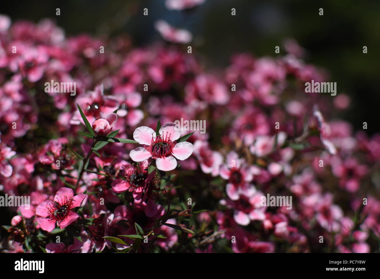 Omit High Resolution Stock Photography and Images - Alamy