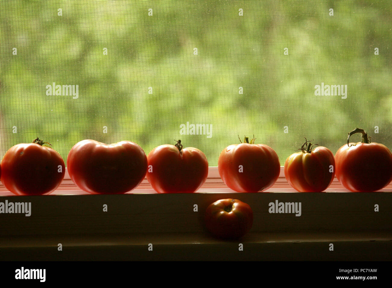 Tomatoes by the window Stock Photo - Alamy