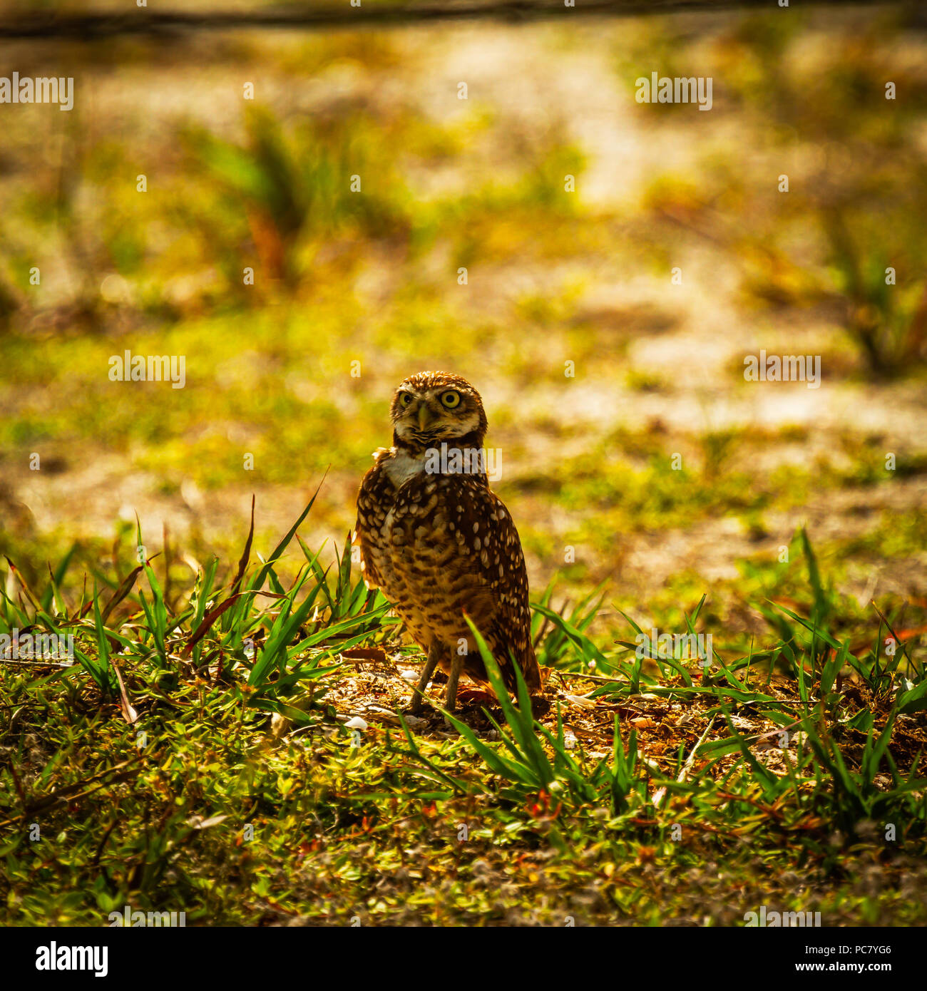 Florida Burrowing Owl Stock Photo - Alamy
